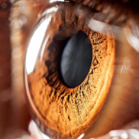 Loop | Frontiers In Ophthalmology Editorial Office