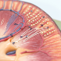 Loop | Frontiers Nephrology