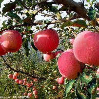 Loop | Jianfeng Yang