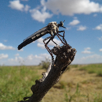 Loop | Darren Pollock