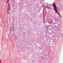 Loop | Frontiers in Endocrinology