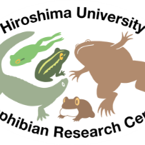 Loop | Dalia Mohamedien